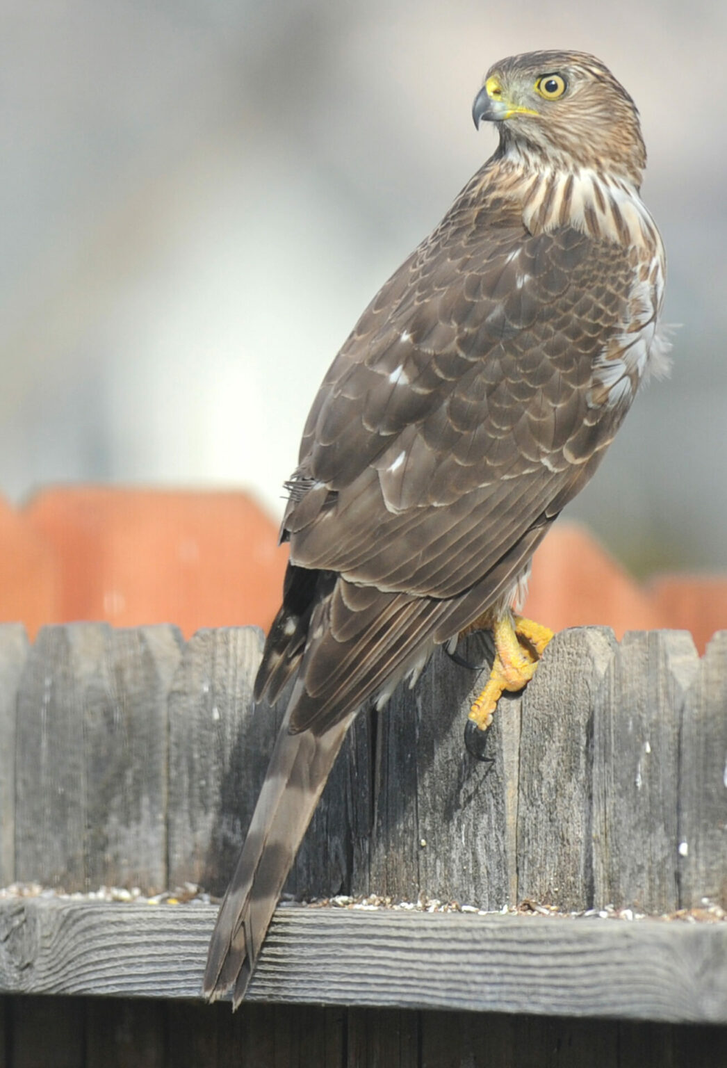 Los Banos area home to a variety of native plants, shrubs and trees ...